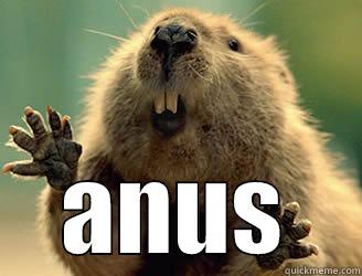 anus castor - quickmeme