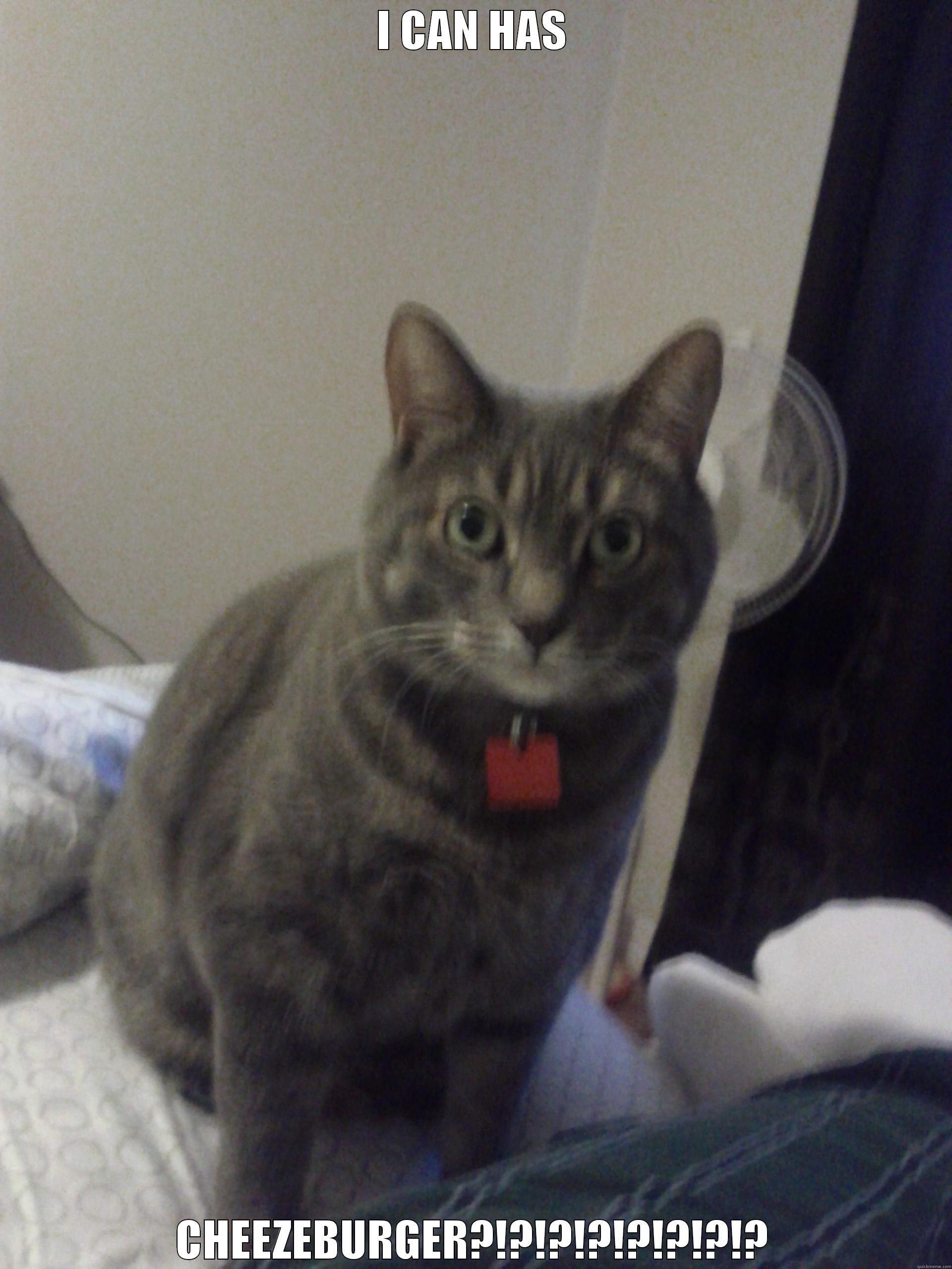 Kitty Cat - quickmeme