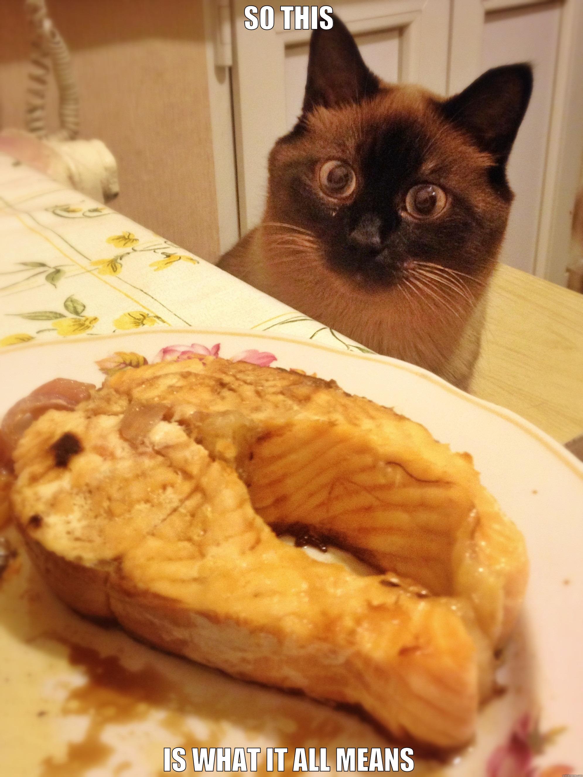 Holy Grail Cat - quickmeme