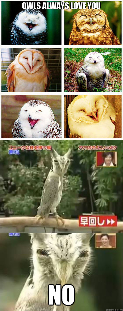 OWLS always love you NO - Owls - quickmeme