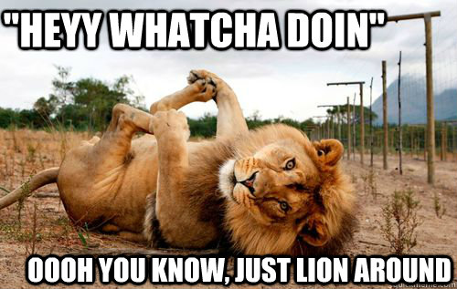"heyy whatcha doin" Oooh you know, just lion around - Misc - quickmeme
