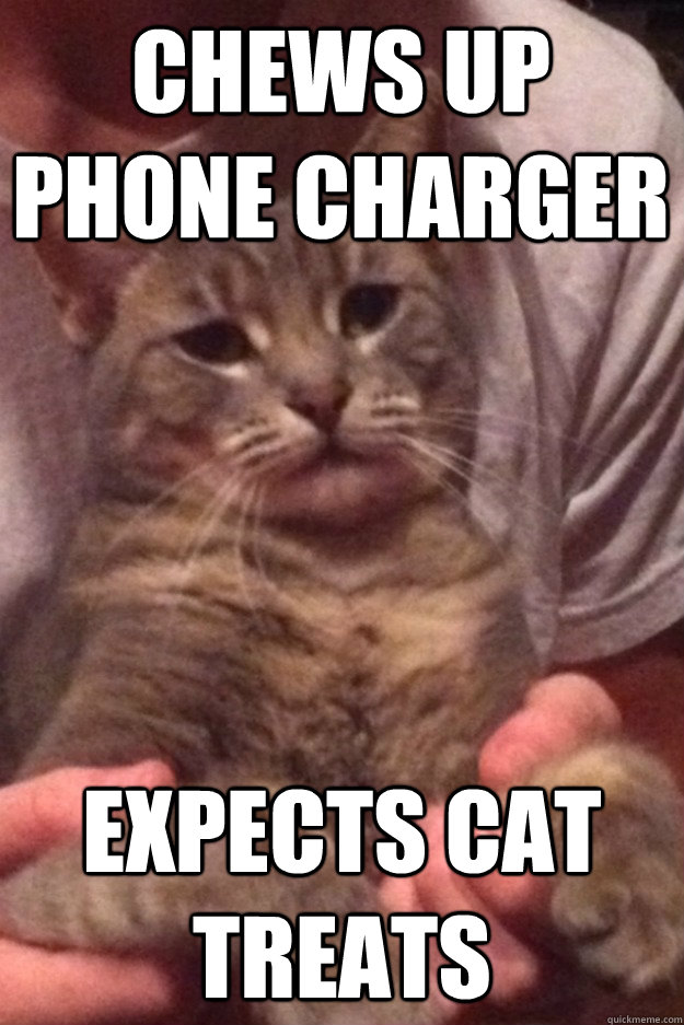 chews up phone charger expects cat treats - Sassy Kitty - quickmeme