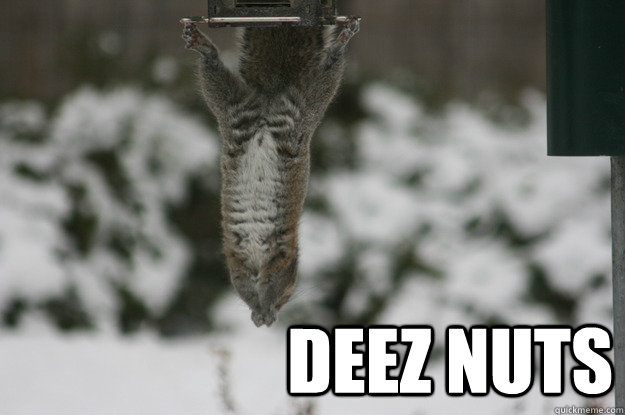 Deez nuts - Squirrel - - quickmeme