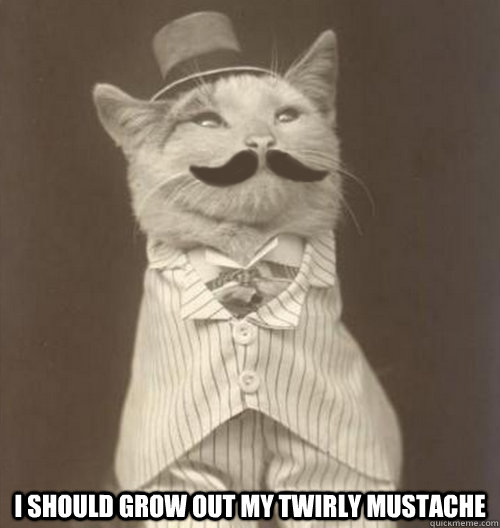 I Should Grow Out My Twirly Mustache Original Business Cat Quickmeme