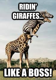 Ridin' Giraffes... LIKE A BOSS! - Giraffe Ride - quickmeme