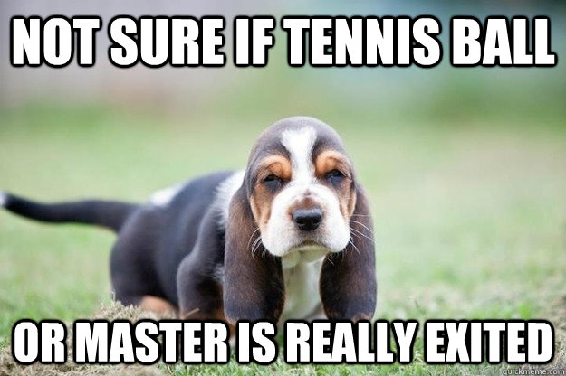 Not sure if tennis ball or master is really exited - Unsure puppy - quickmeme