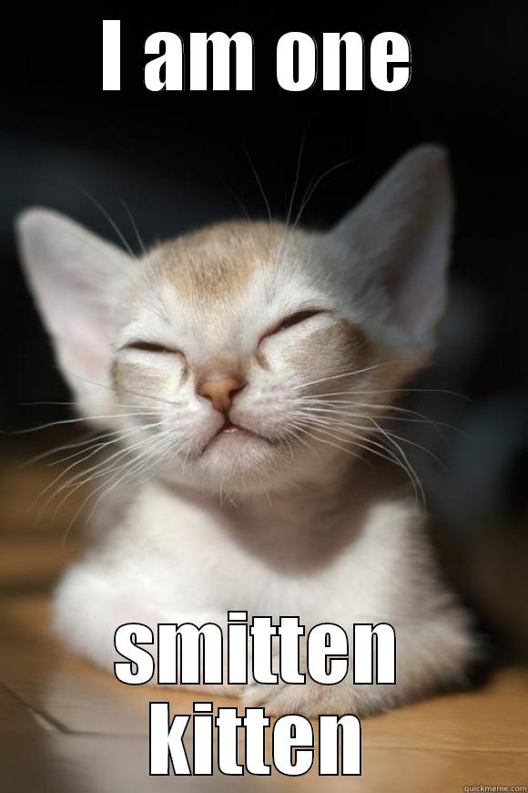 Smitten Kitten - quickmeme