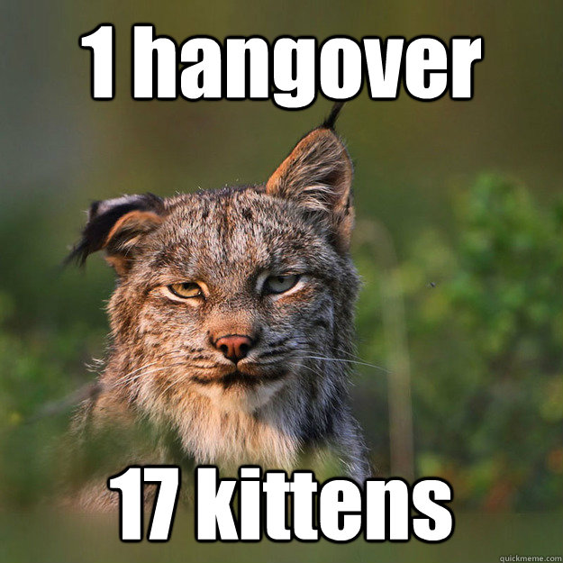 1 hangover 17 kittens - bad hangover Cat - quickmeme