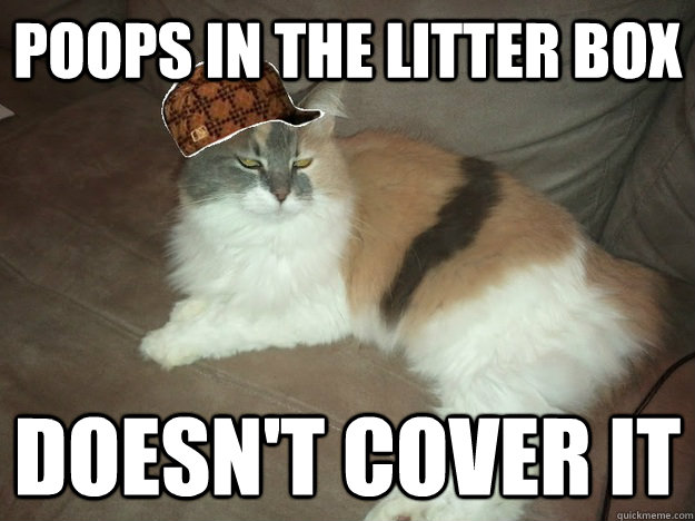 Poops in the litter box Doesn't cover it - Misc - quickmeme
