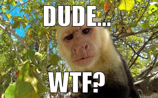 WTF? Monkey - quickmeme