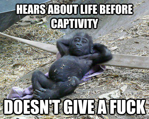 Hears about life before captivity doesn't give a fuck - Captivity Monkey - quickmeme