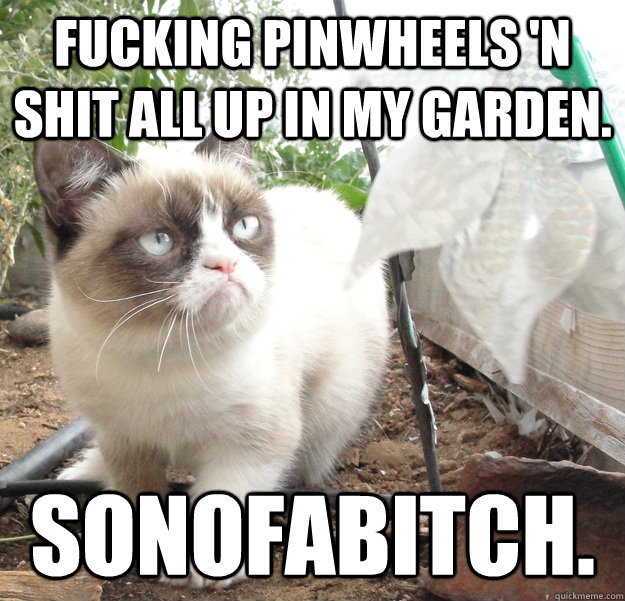 fucking pinwheels 'n shit all up in my garden. sonofabitch. - grumpy cat pinwheels n shit ...