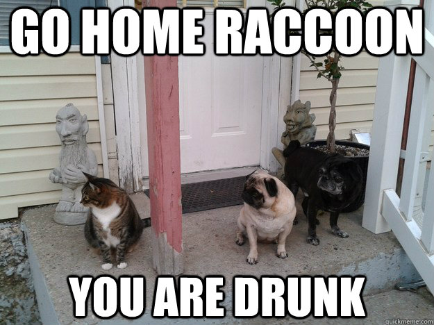 Go home raccoon you are drunk - Party foul raccoon - quickmeme