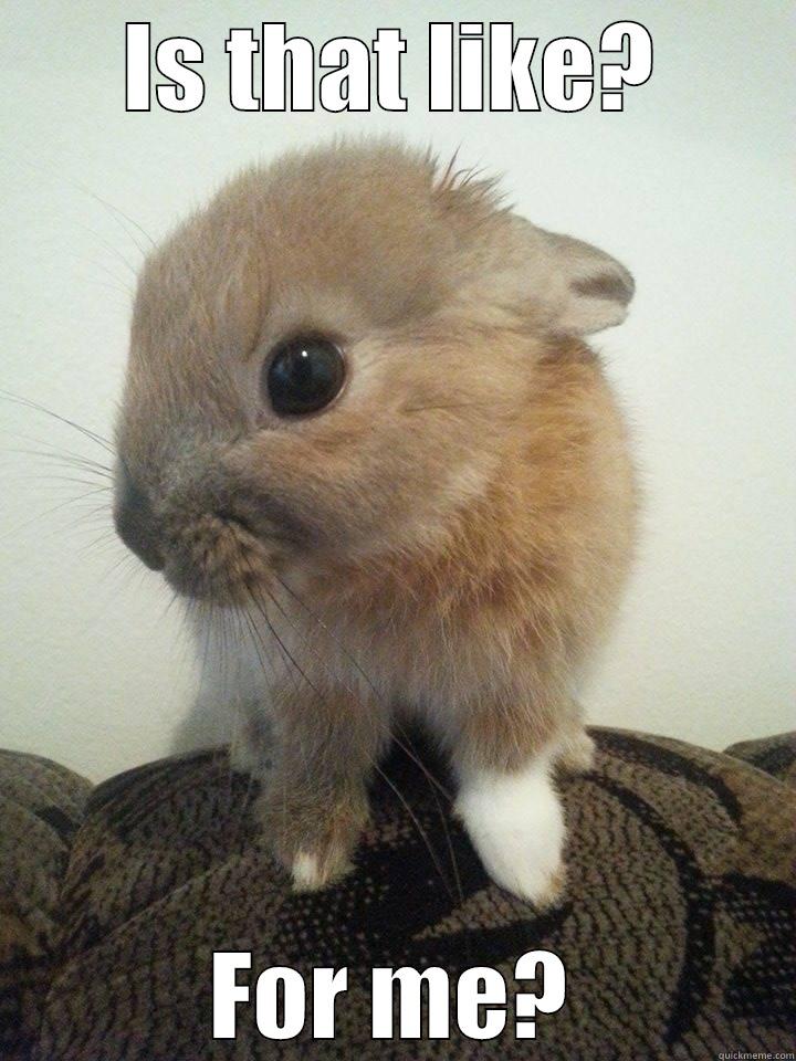 Suspicious bunny - quickmeme