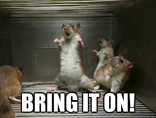 Bring it on! - Kung Fu Rat - quickmeme
