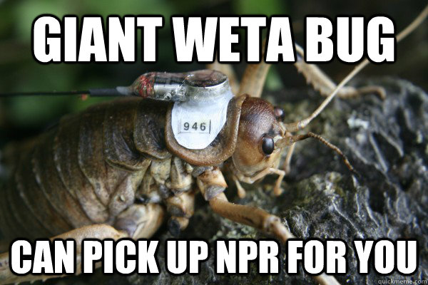 giant weta bug can pick up npr for you - Radio Weta - quickmeme