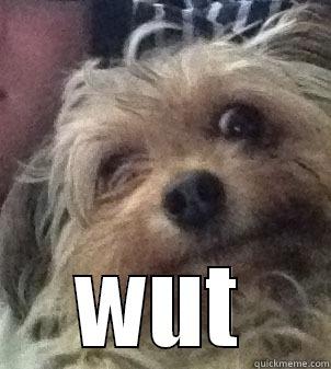 Wut Dog Meme
