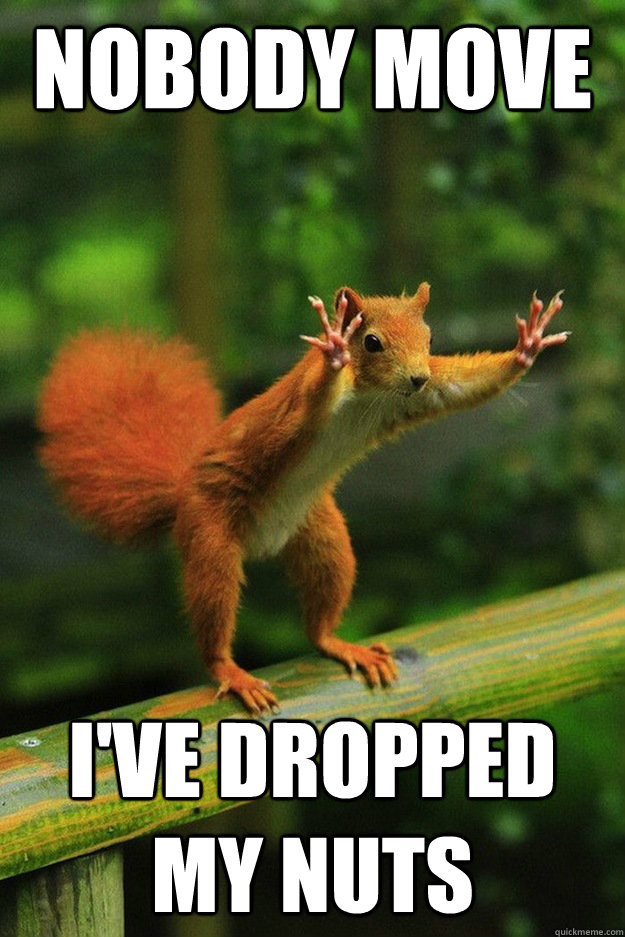 Nobody move i've dropped my nuts - Misc - quickmeme