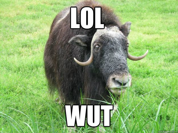 LOL WUT - Oblivious Ox - quickmeme
