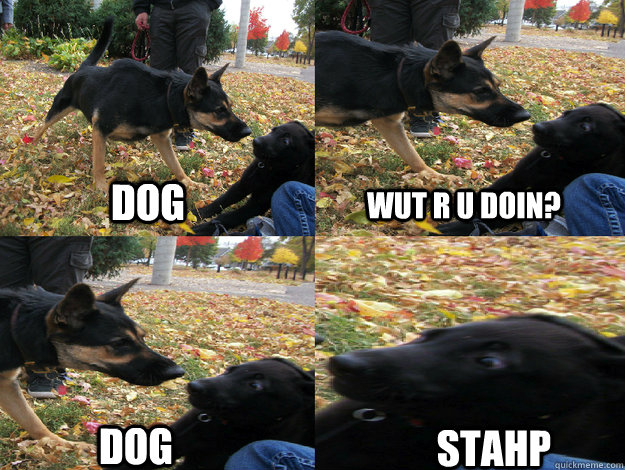 DOG wut r u doin? dog STAHP - Misc - quickmeme