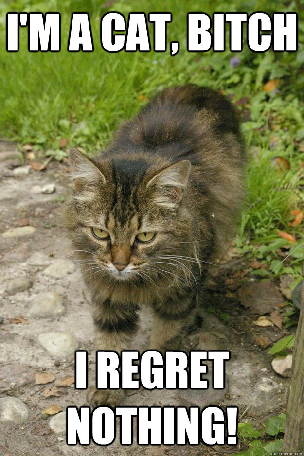 I'm a cat, bitch I regret nothing! - Misc - quickmeme