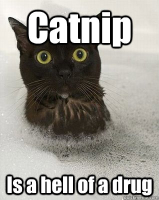 Catnip Is a hell of a drug - Misc - quickmeme