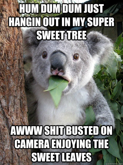 hum dum dum just hangin out in my super sweet tree awww shit busted on camera enjoying the sweet ...