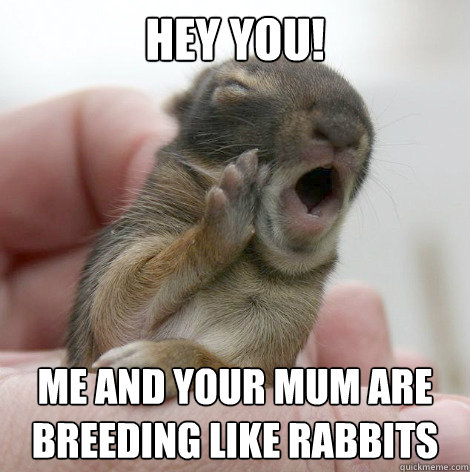 Hey You! Me and your mum are breeding like rabbits - Insulting Bunny - quickmeme