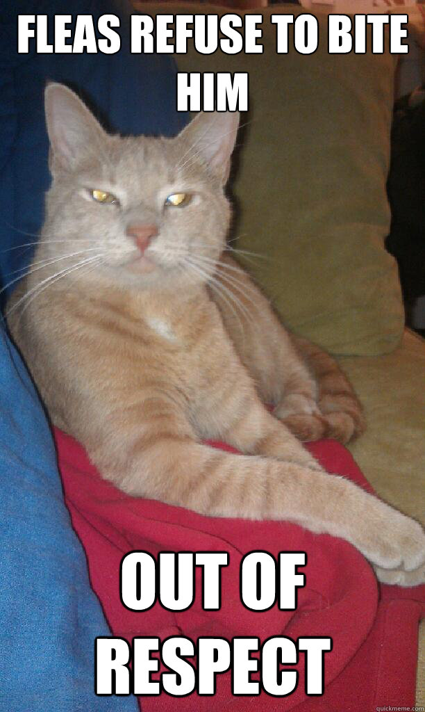 Fleas refuse to bite him out of respect - Misc - quickmeme
