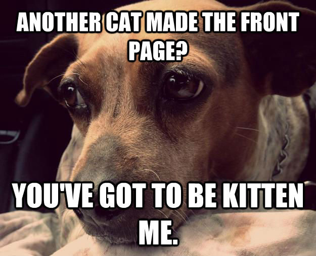 ANOTHER CAT MADE THE FRONT PAGE? YOU'VE GOT TO BE KITTEN ME. - untitled meme - quickmeme