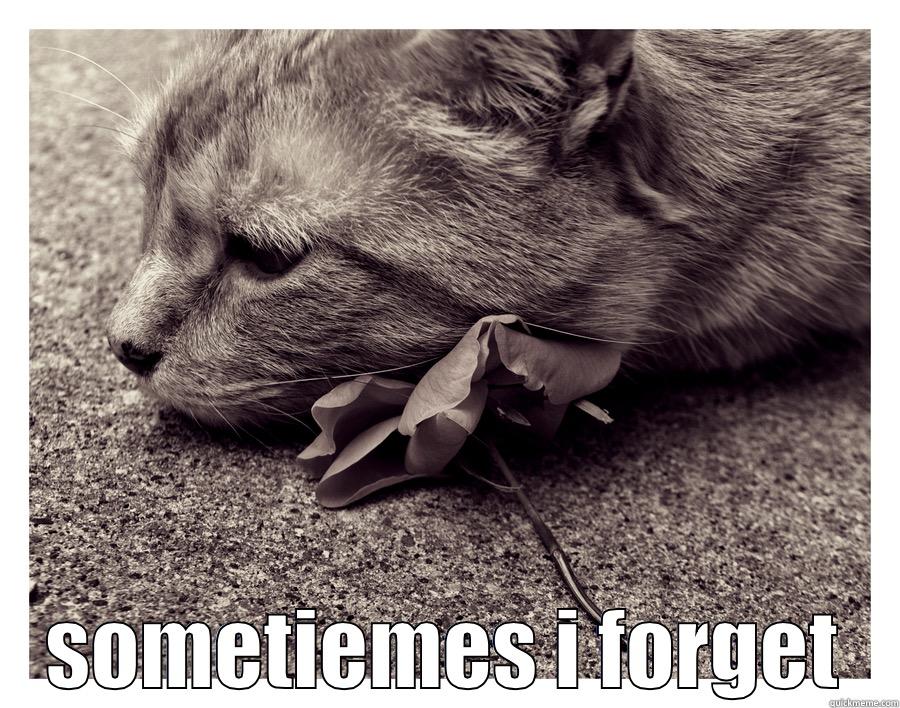 sad kitty - quickmeme