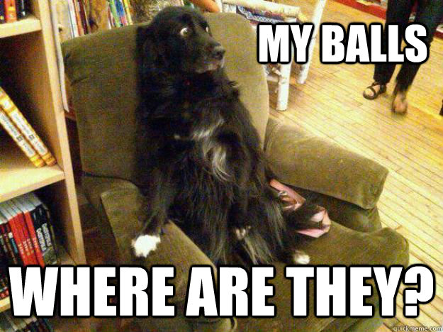 My balls Where are they? - Petrified Pup - quickmeme