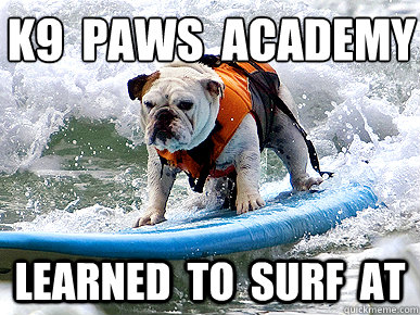 k9 paws academy learned to surf at - USC Meme Beach Dog - quickmeme