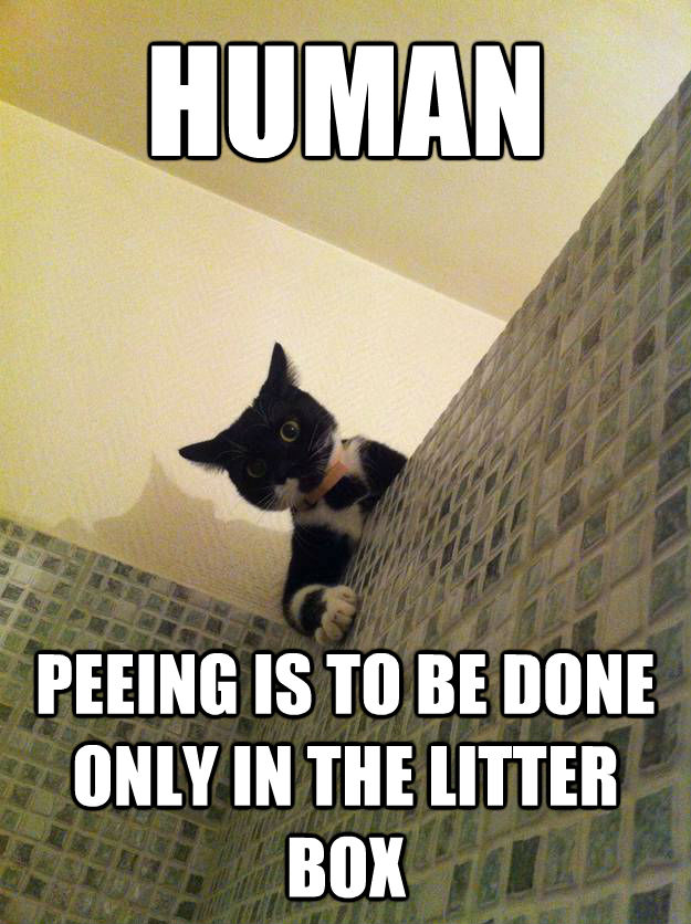 HUMAN PEEING IS TO BE DONE ONLY IN THE LITTER BOX - untitled meme - quickmeme