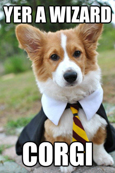 Corgi Potter memes | quickmeme
