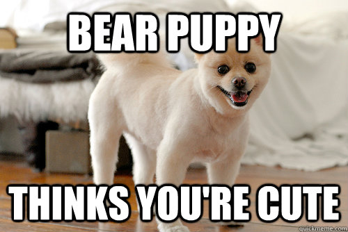 Bear Puppy thinks you're cute - bear puppy - quickmeme