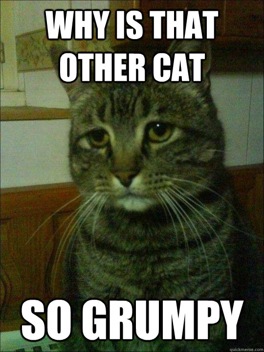 why is that other cat so grumpy - Misc - quickmeme