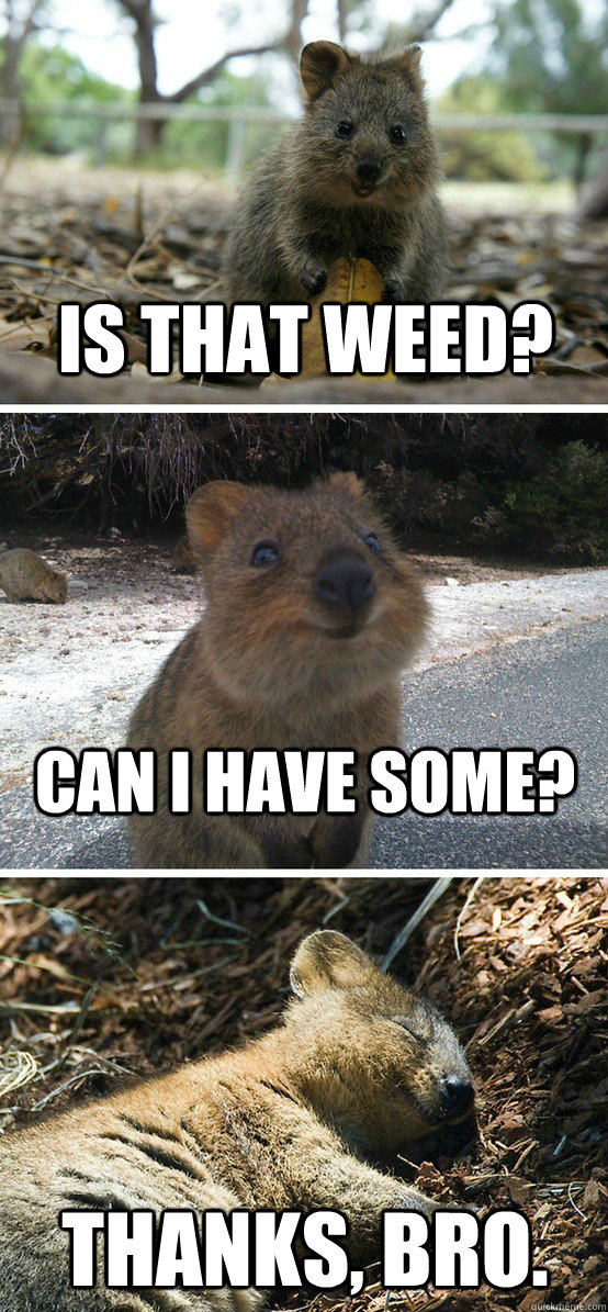 Quokka Meme