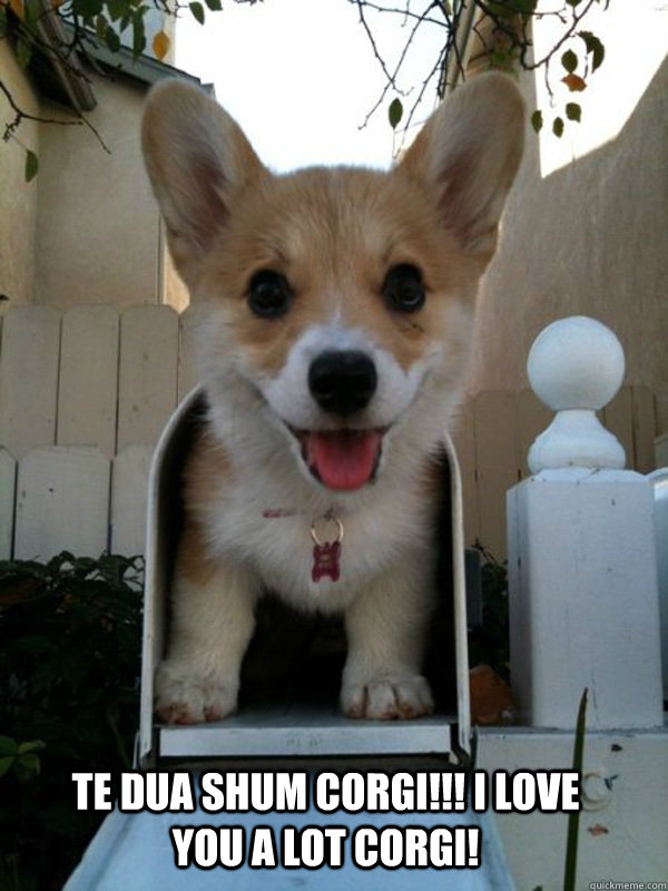 Te dua shum Corgi!!! I love you a lot Corgi! - CORGI-lly invited - quickmeme