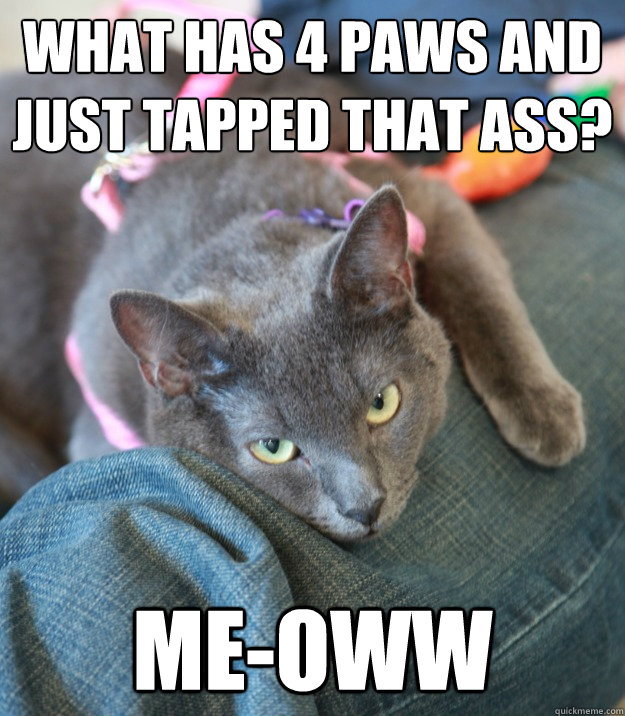 What has 4 Paws And Just Tapped That Ass? Me-Oww - Cat Taps Ass - quickmeme