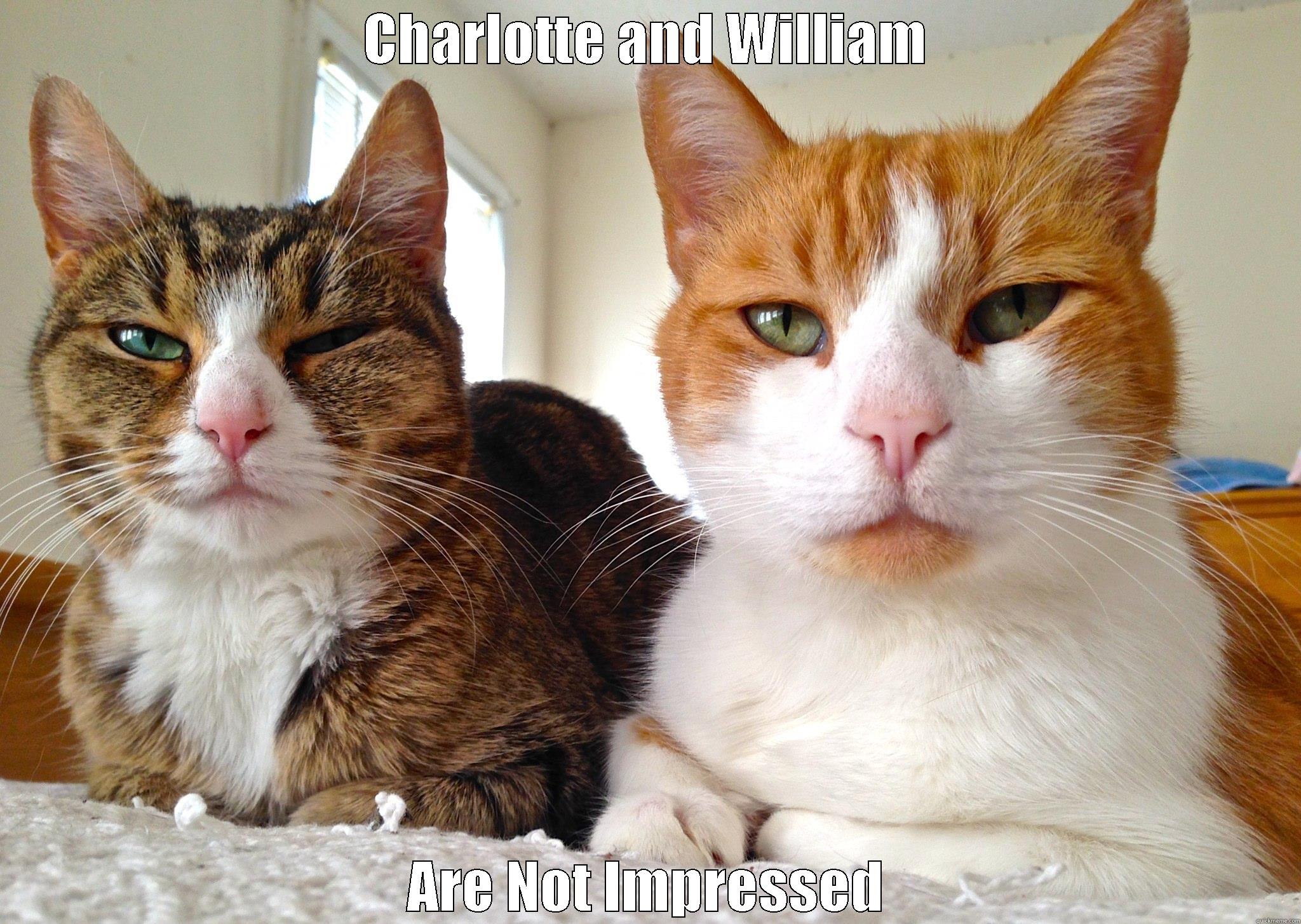 Unimpressed Kittehs - quickmeme