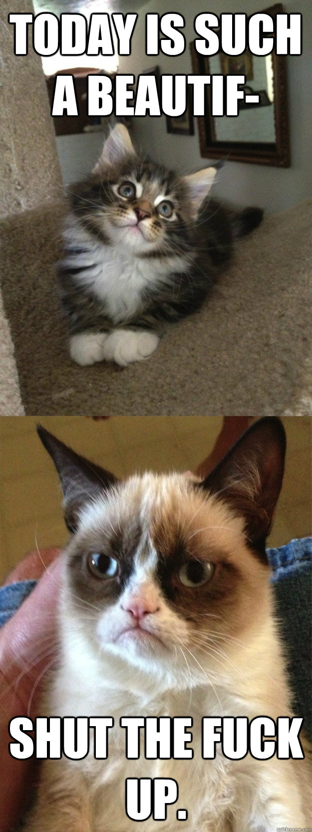 Today is such a beautif- Shut the fuck up. - Emotional Cats - quickmeme