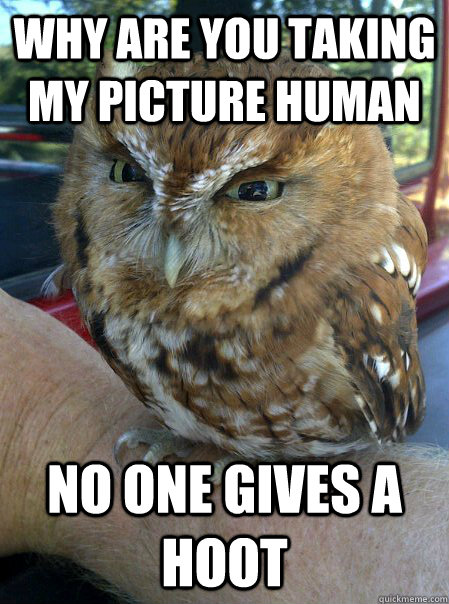 why are you taking my picture human no one gives a hoot - Disapproving Owl - quickmeme