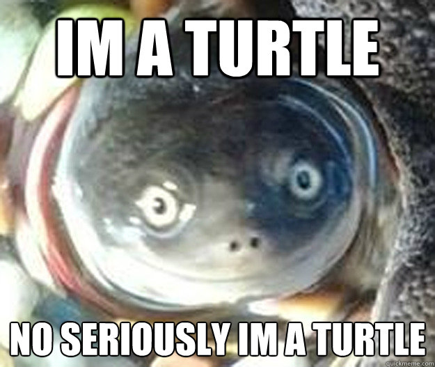 rape turtle memes | quickmeme