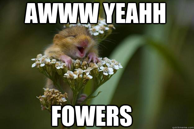 AWWW YEAHH FOWERS - Aww Yeah flowers! - quickmeme
