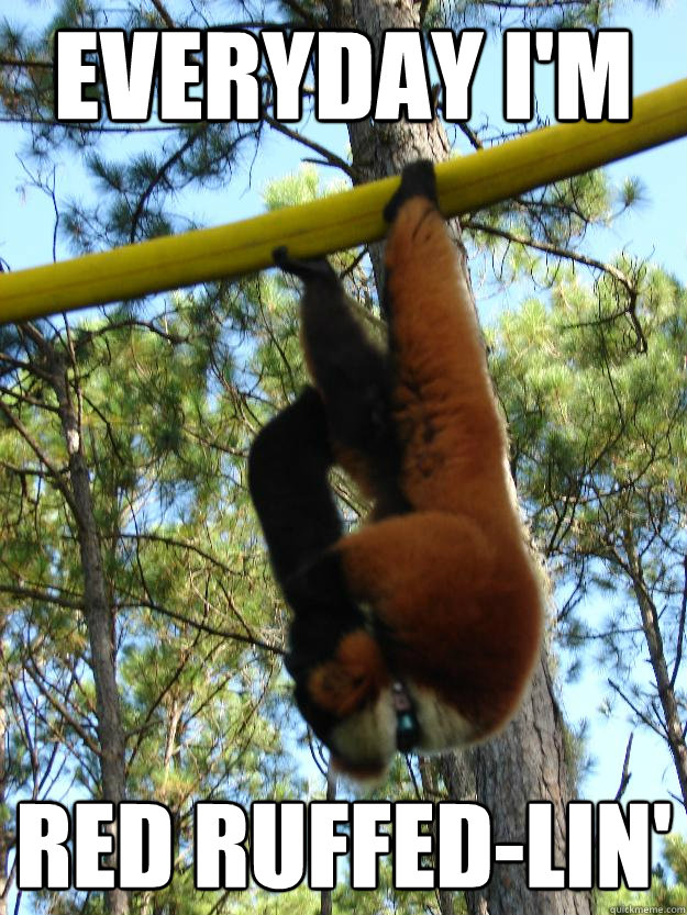 EVERYDAY I'M RED RUFFED-LIN' - Red Ruffed-lin - quickmeme