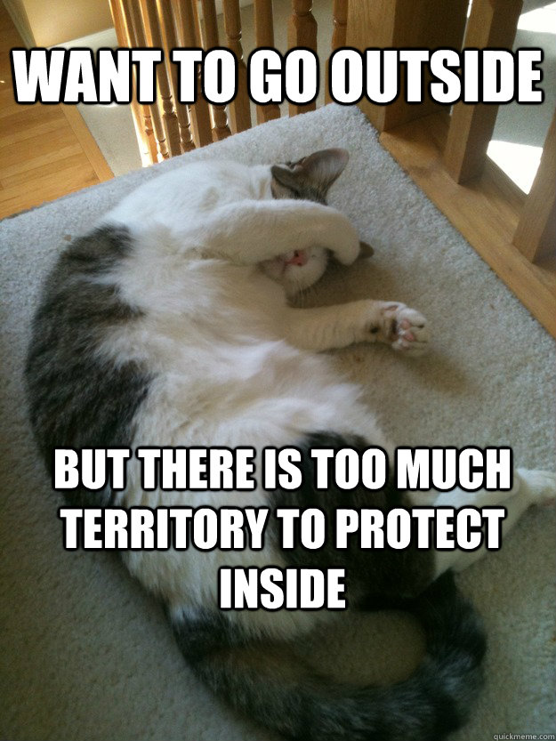 Want to go outside But there is too much territory to protect inside - First World Cat Problems ...