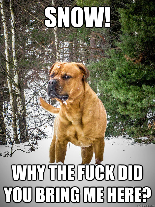 SNOW! Why the fuck did you bring me here? - Misc - quickmeme