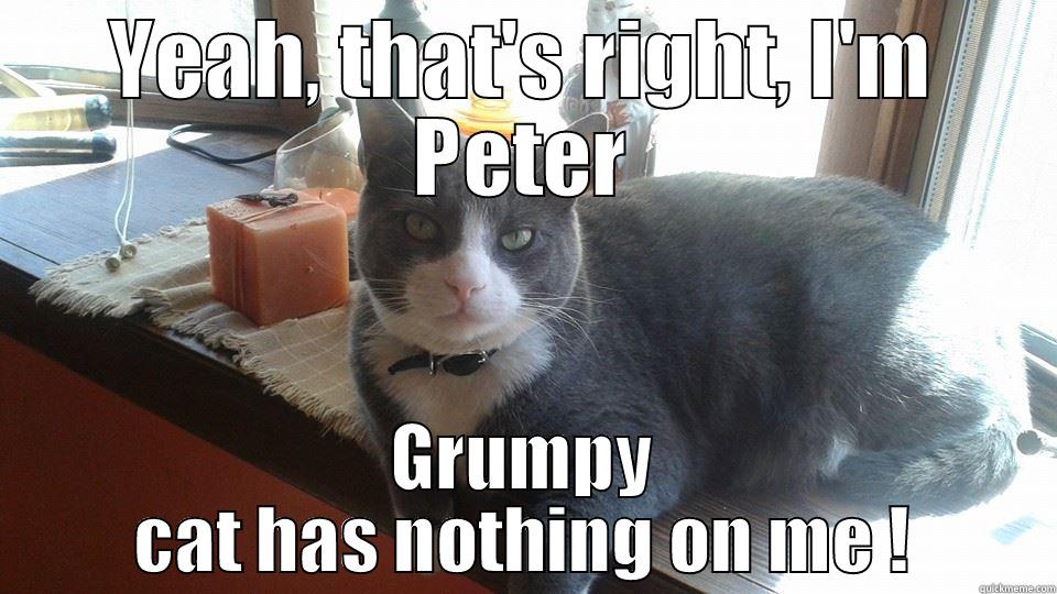 The Most Interesting Cat in the World - quickmeme