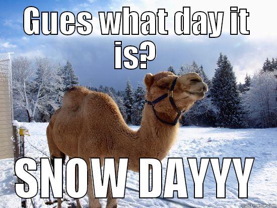 Snow day camel - quickmeme